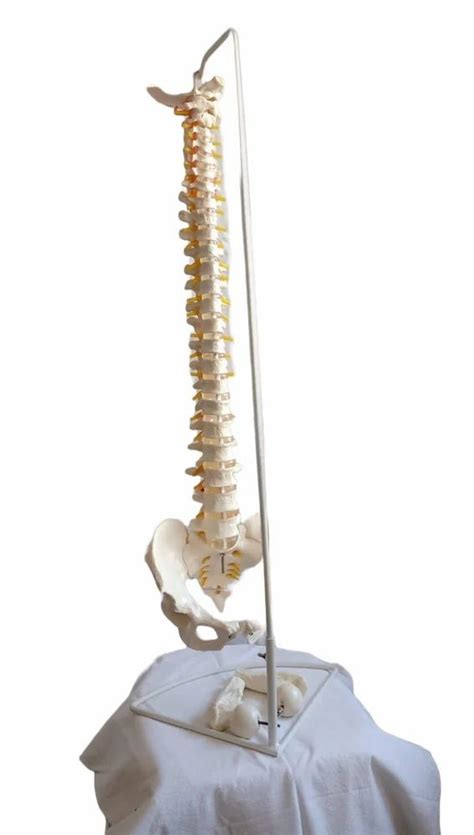 Human Spine Model At ₹ 5800piece Anatomical Models In Jaipur Id 2849761691133