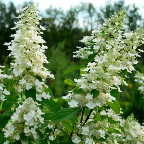 Гортензия метельчатая Киушу (Hydrangea paniculata Kyushu),купить ...