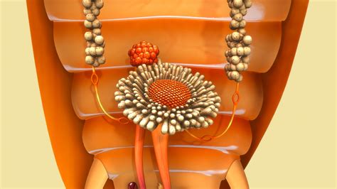 Male Reproductive System Of Cockroach 3d Model Turbosquid 1856575