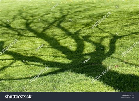 Tree Shadow On Short Green Grass In Spring Stock Photo 2391327 Shutterstock
