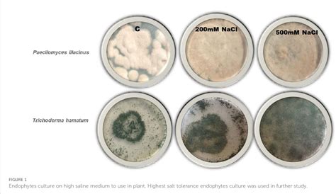 Figure 1 From Bio Priming With Salt Tolerant Endophytes Improved Crop Tolerance To Salt Stress