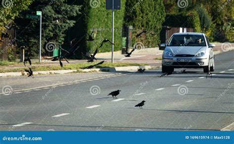 Danger Of Collision Of Flock Of A Bird With A Car In City Editorial Stock Image Image Of