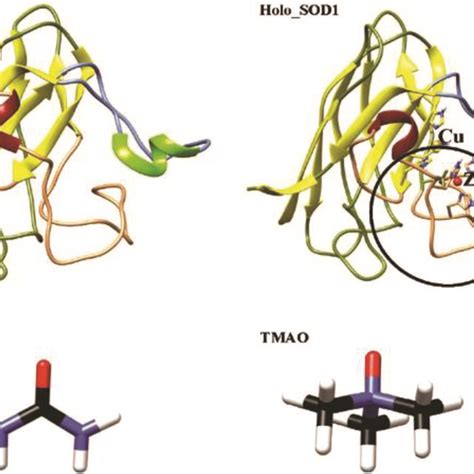 Crystal Structures Of Apo And Holo Sod1 Used In The Simulations Along Download Scientific