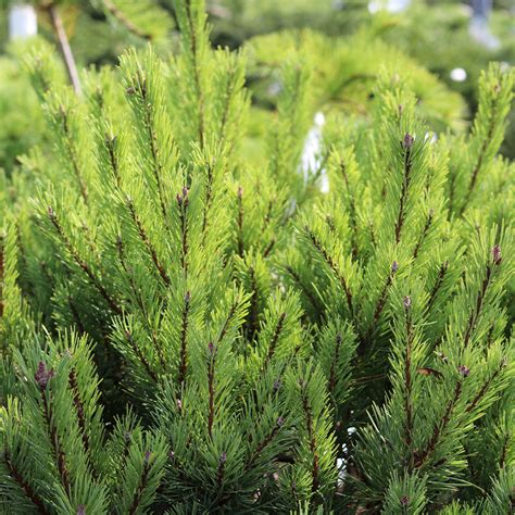 Dwarf Scotch Pine Ray Wiegands Nursery And Garden Center