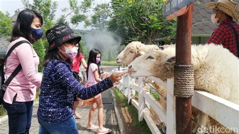 Cimory Dairyland Prigen Wisata Edukatif Dan Menarik Di Pasuruan