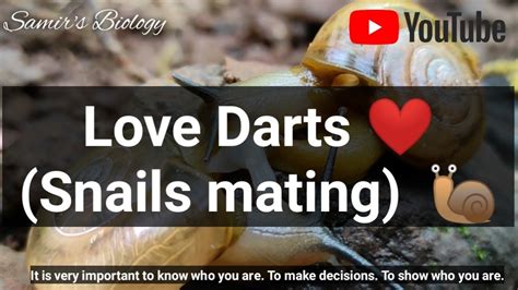 Snails Mating 🐌 Love Darts Wildlife Western Ghats Relax Music