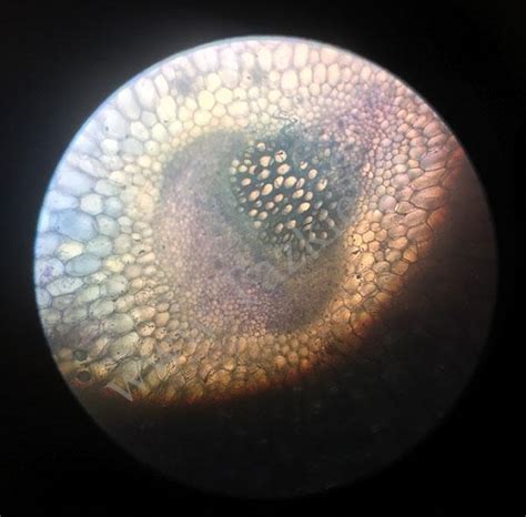 آوند چوبی و آبکش