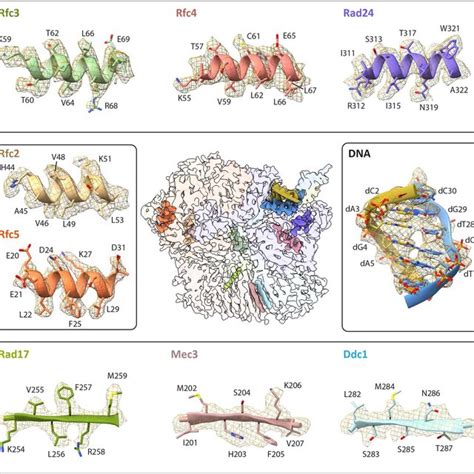 Workflow Of Image Processing And 3d Reconstruction Cryosparc Live Is