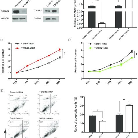 Upregulation Of The Tgfbr2 Protein But Not Mrna In Crc Tissues A