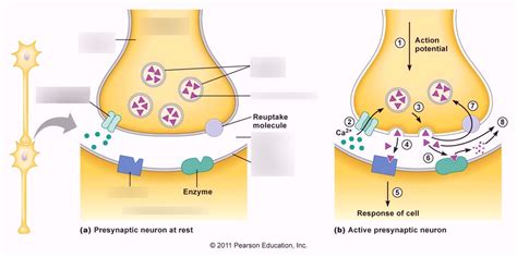Presynaptic Neuron Diagram Quizlet
