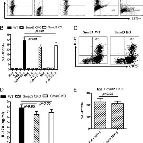 Schematic Model For The Role Of Tgfb Signaling Pathways In Itreg And Download Scientific
