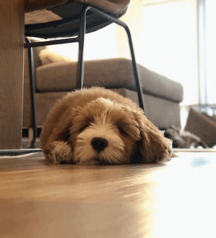 Tired Dog  Find And Share On Giphy