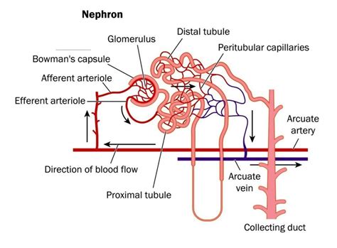 Nephron Anatomy Your Nursing Tutor
