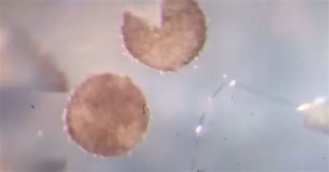 Xenobots Los Robots Creados Con Células De Seres Vivos Infobae