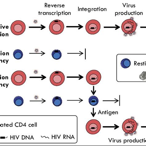 8 Reactivation Of Latent Hiv Copyright © 2013 Elsevier Inc Readapted Download Scientific