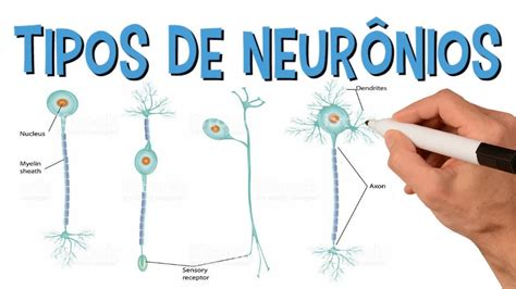 Tipos De Neurônios Classificação Estrutural Dos Neurônios Youtube