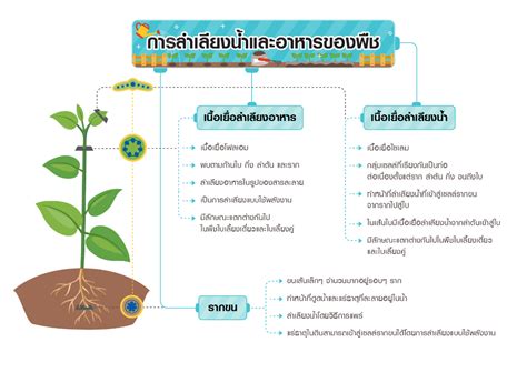 การลำเลียงน้ำและอาหารของพืช Trueplookpanya
