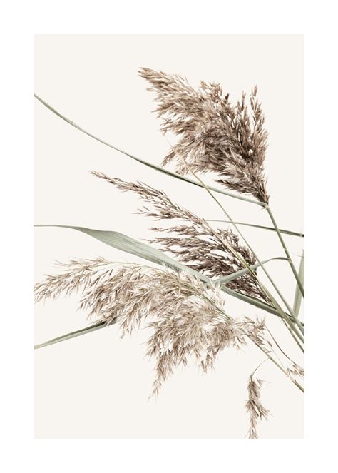 Boho Grass Print Neutral Botanical Poster Desenio Eu