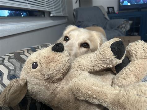 When She Wants Me To Play Fetch But Wont Drop It Rgoldenretrievers