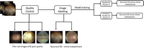 The Workflow Of Developing Deep Learning Dl Systems For Identifying