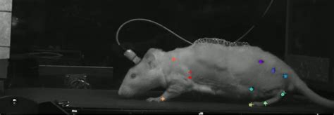 Deeplabcut Create Labeled Video Not Applying Labels Even Though Video Is Analyzed Image