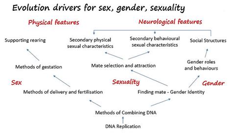 Biology And Gender Genderaware