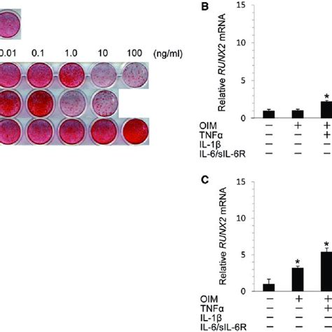 Inflammatory Cytokines Accelerated Mineralization And Runx2 Mrna