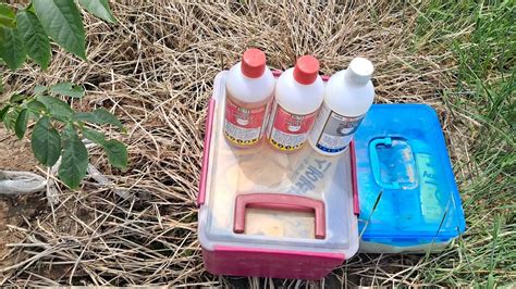 호두나무재배 제초제 살포 한해 풀관리 수월하게 넘어감 풀 잘죽이는 꿀팀 Youtube