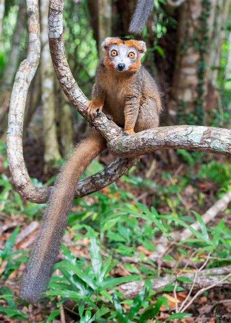 Crowned Lemur Animals Friendship Lemur Endangered Animals