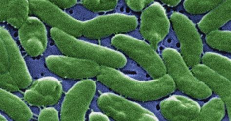 Flesh Eating Bacteria Risk Increasing As Ocean Temperatures Rise