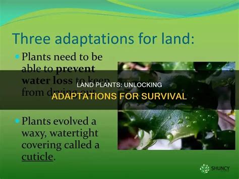 Land Plants Unlocking Adaptations For Survival Shuncy
