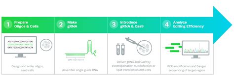 Crispr Workflow2xpng