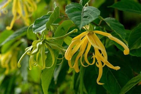 Ylang Ylang Tree Images At Harrison Leschen Blog