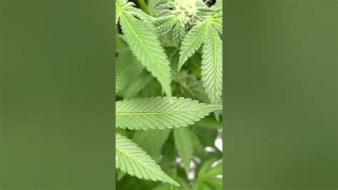 1 Elev8 And 3 Bag Seeds An 1 Peyote Wifi From Seedsman Youtube