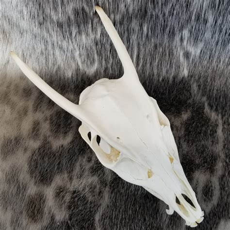 Muntjac Fanged Deer Skullstore Inc