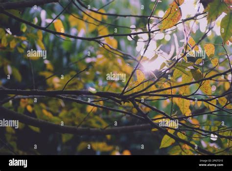 Sunlight Filtering Through Leaves Stock Photo Alamy