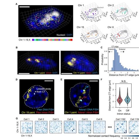 Transcriptome Level SeqFISH Reveals Heterogeneity In Global Nascent Download Scientific Diagram