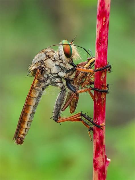 Promachus Yesonicus Robber Flies Asilidae With Prey On Branch With
