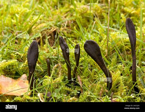 Earth Tongue Fungi Geoglossum Cookeianum In Grassland Photographed