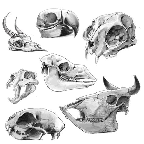 Animal Skull Anatomy