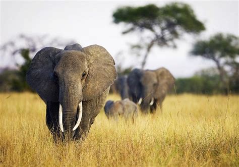 სპილოები