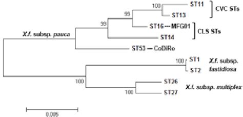 Maximum Likelihood Tree For Concatenate Sequences Of Seven Mlst Loci Download Scientific