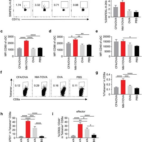 Nm‐7ovalbumin Ova Nanovaccine Stimulates Conventional Dendritic
