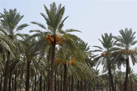 Muhammad Usman Ali On Linkedin Daterevolution Innovationcollaboration Holisticgrowth…