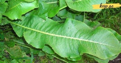 ბებიის სამკურნალო რეცეპტები