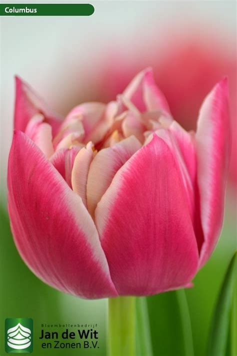 Columbus ® | Tulip | Jan de Wit en Zonen B.V.