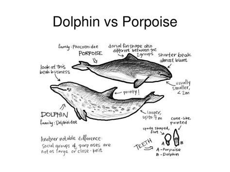 Porpoise Vs Dolphin