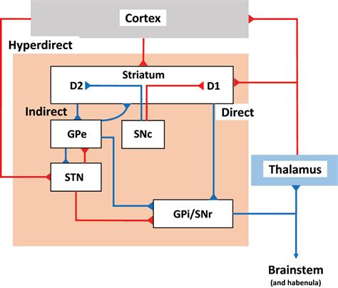 Basal Ganglia Role In Speech At Robert Speirs Blog