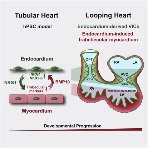 Bmp10 Signaling Promotes The Development Of Endocardial Cells From Human Pluripotent Stem Cell