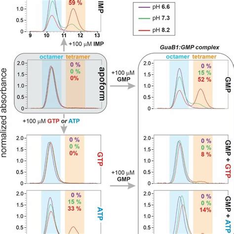 Analysis Of Msm GMPR Oligomerization Download Scientific Diagram